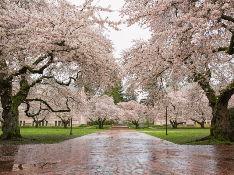 How Often Does It Rain in Seattle? Let's Check The Numbers - Emerald ...
