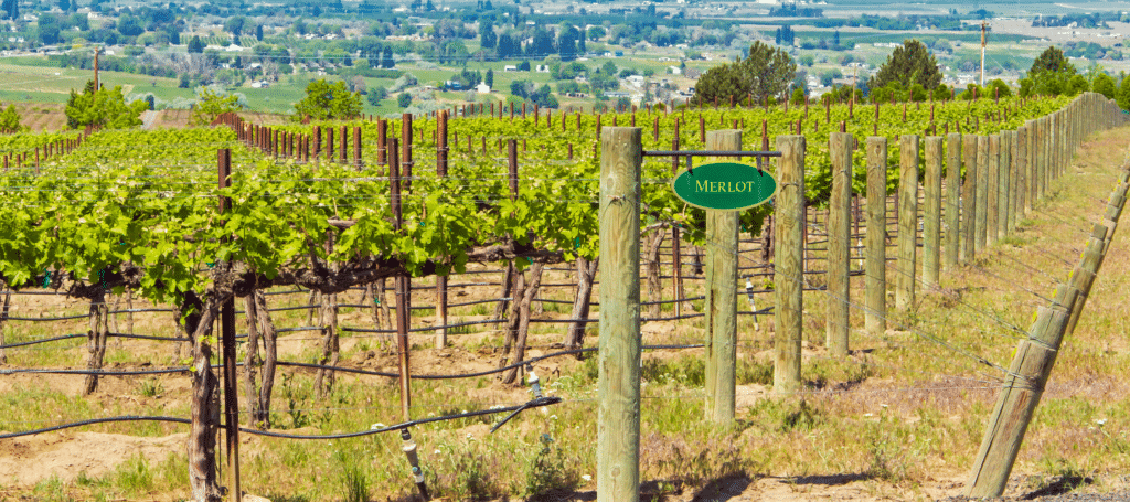10 Best Seattle Wineries: A Guide to Top Tasting Experiences - Emerald ...