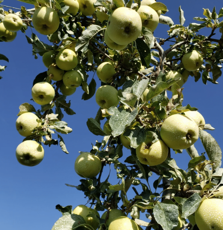 The 9 Best U-Pick Apple Orchards Near Seattle - Emerald City Dream