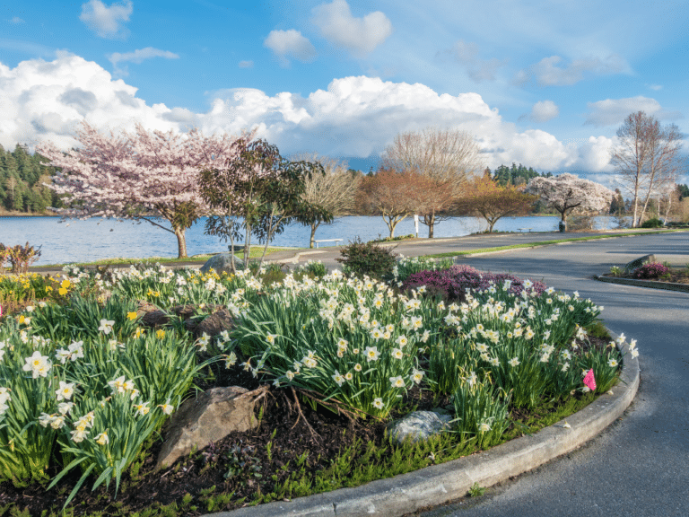 Where to Find Cherry Blossoms in Seattle - 2024 Guide - Emerald City Dream