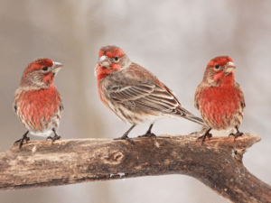 Let's Go Birding! Common Seattle Birds to Look For - Emerald City Dream