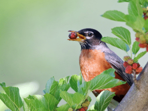 Let's Go Birding! Common Seattle Birds to Look For - Emerald City Dream