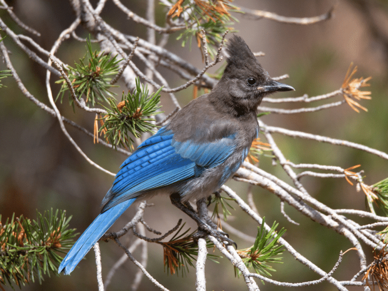 Let's Go Birding! Common Seattle Birds to Look For - Emerald City Dream
