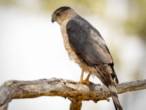 Let's Go Birding! Common Seattle Birds to Look For - Emerald City Dream