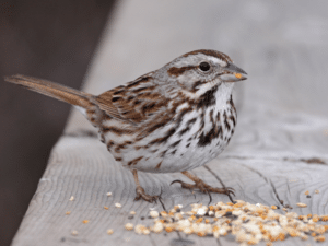 Let's Go Birding! Common Seattle Birds to Look For - Emerald City Dream