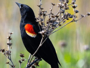 Let's Go Birding! Common Seattle Birds to Look For - Emerald City Dream