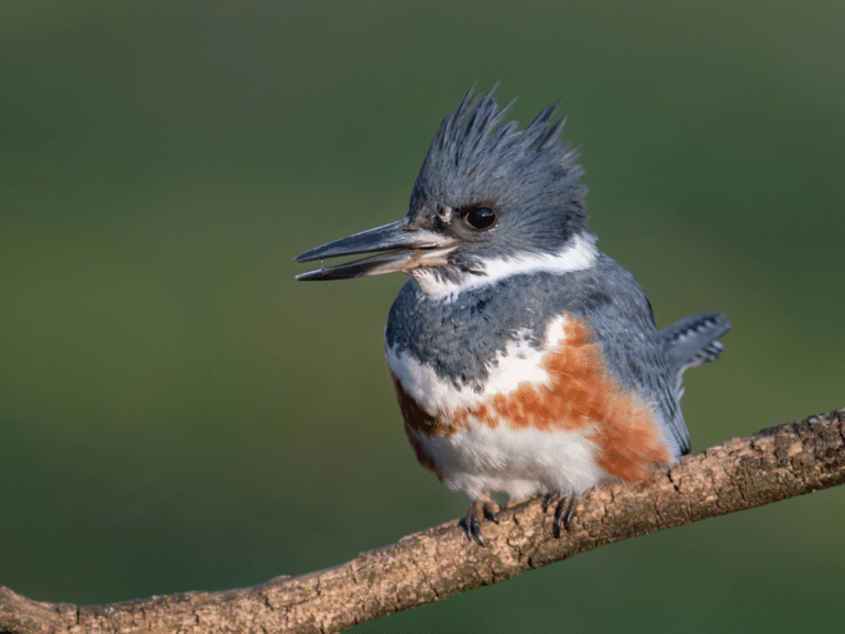 Let's Go Birding! Common Seattle Birds to Look For - Emerald City Dream
