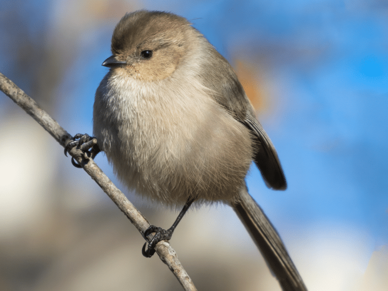 Let's Go Birding! Common Seattle Birds to Look For - Emerald City Dream