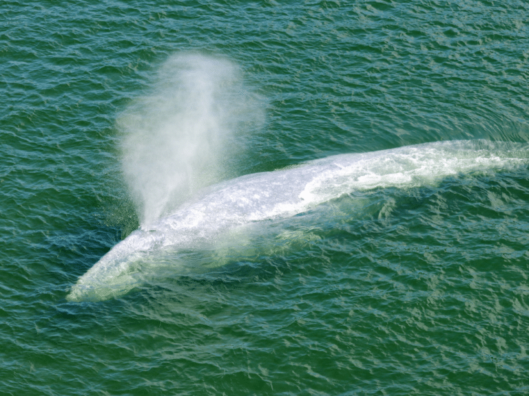 Meet 9 Types of Cetaceans You May Spot in the Puget Sound - Emerald ...