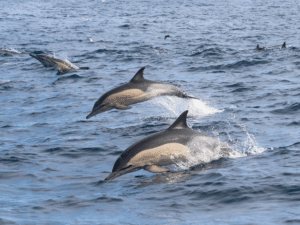 Meet 9 Types of Cetaceans You May Spot in the Puget Sound - Emerald ...