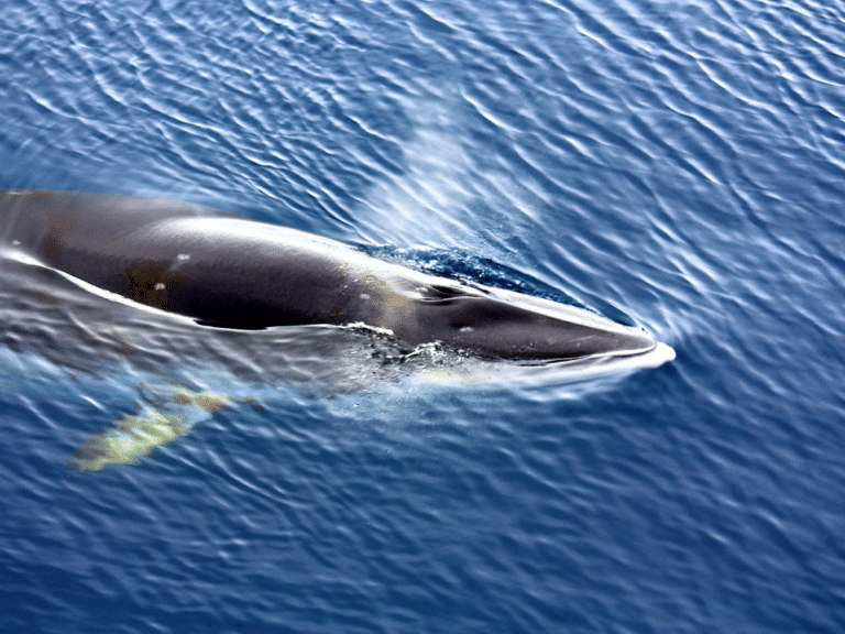 Meet 9 Types of Cetaceans You May Spot in the Puget Sound - Emerald ...