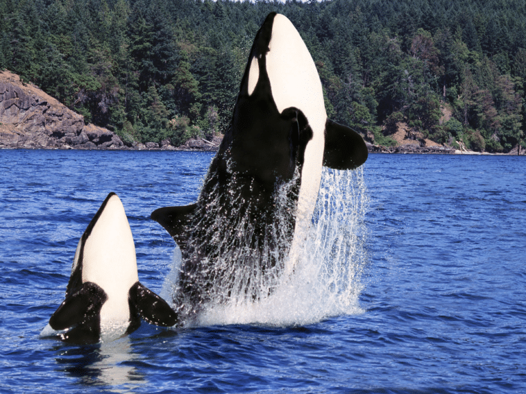 Meet 9 Types of Cetaceans You May Spot in the Puget Sound - Emerald ...