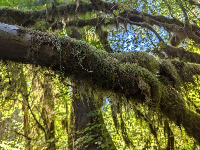 A Guide to Visiting the Hoh Rainforest & Unedited Photos - Emerald City ...