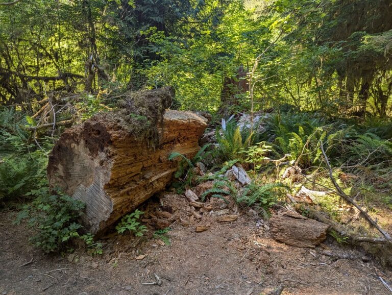 A Guide to Visiting the Hoh Rainforest & Unedited Photos - Emerald City ...