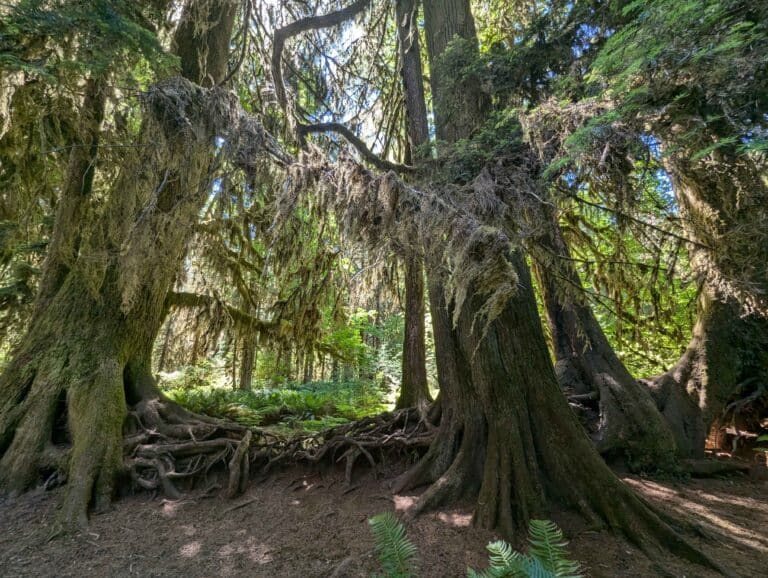 A Guide to Visiting the Hoh Rainforest & Unedited Photos - Emerald City ...