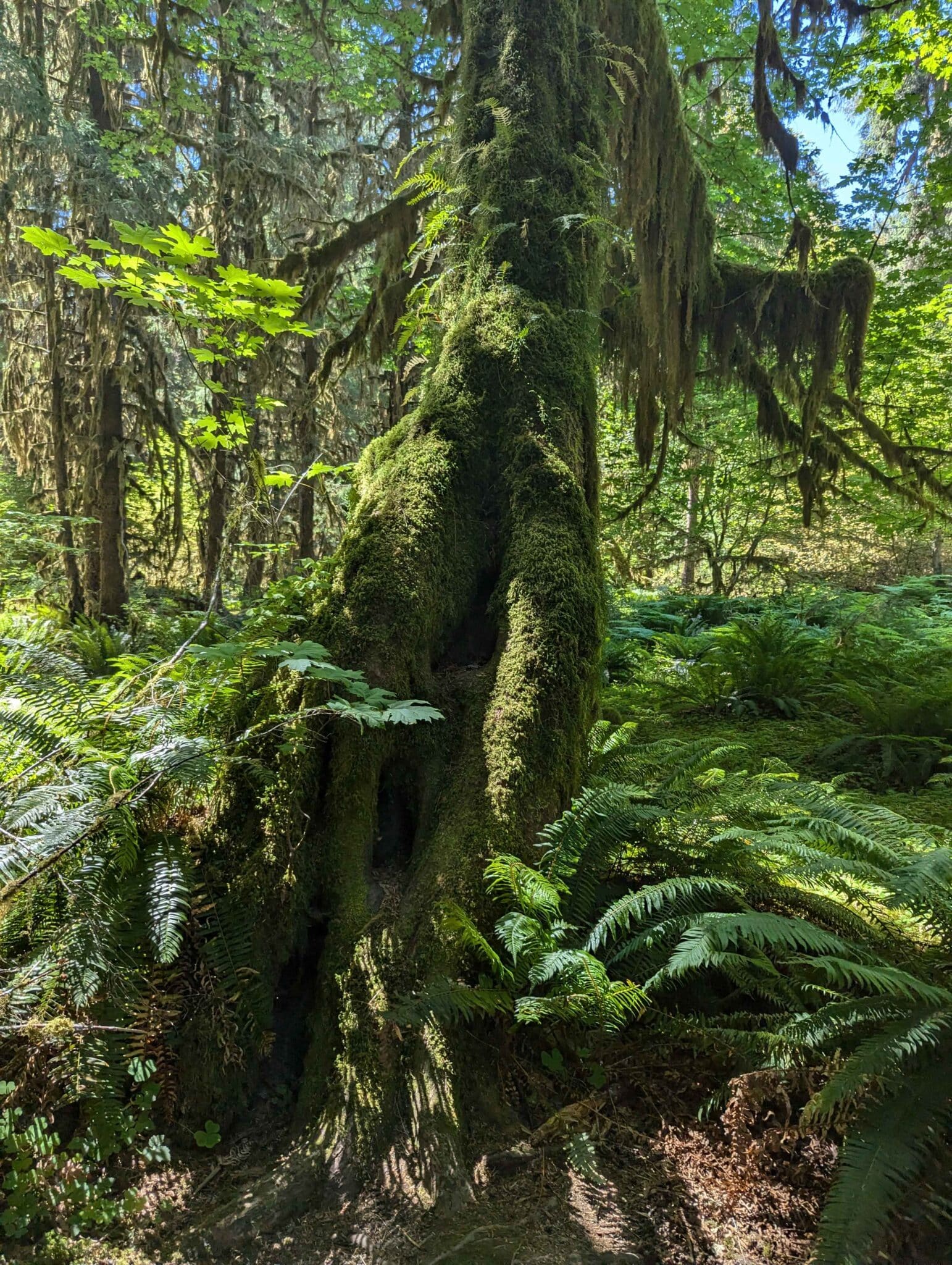 A Guide to Visiting the Hoh Rainforest & Unedited Photos - Emerald City ...