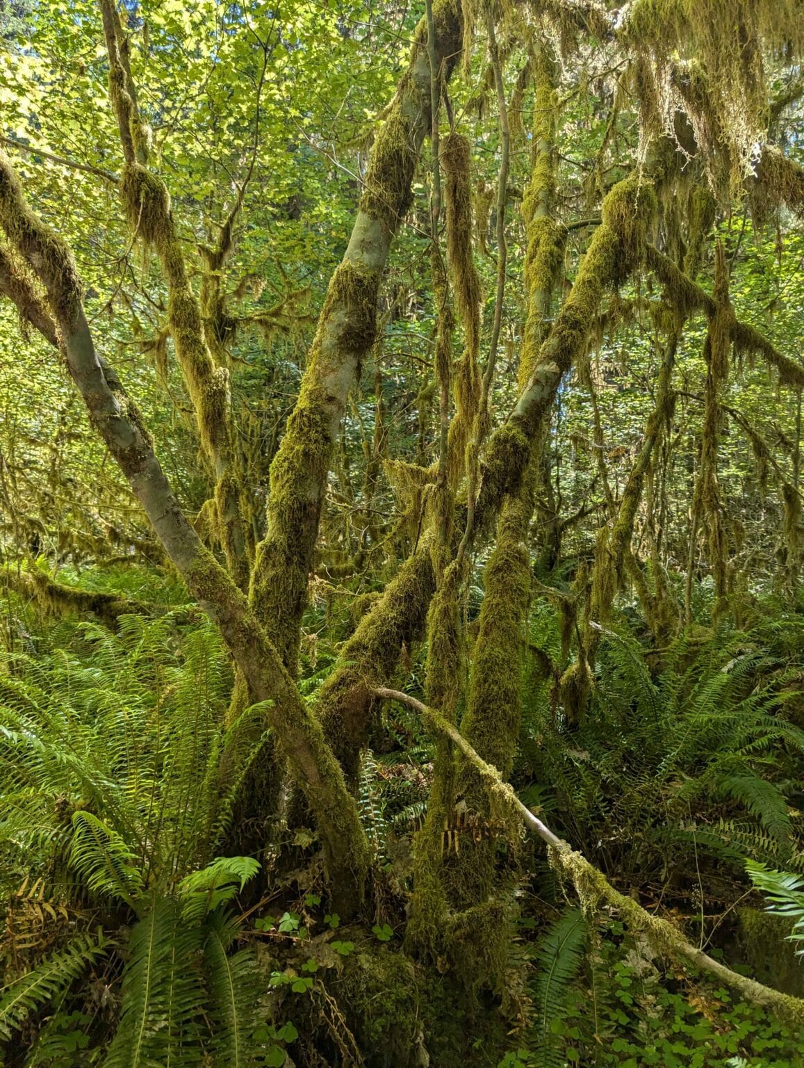 A Guide to Visiting the Hoh Rainforest & Unedited Photos - Emerald City ...