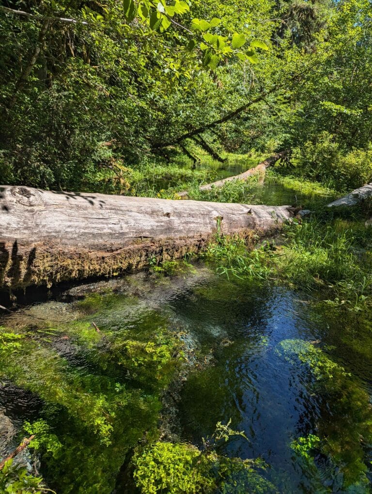 A Guide to Visiting the Hoh Rainforest & Unedited Photos - Emerald City ...