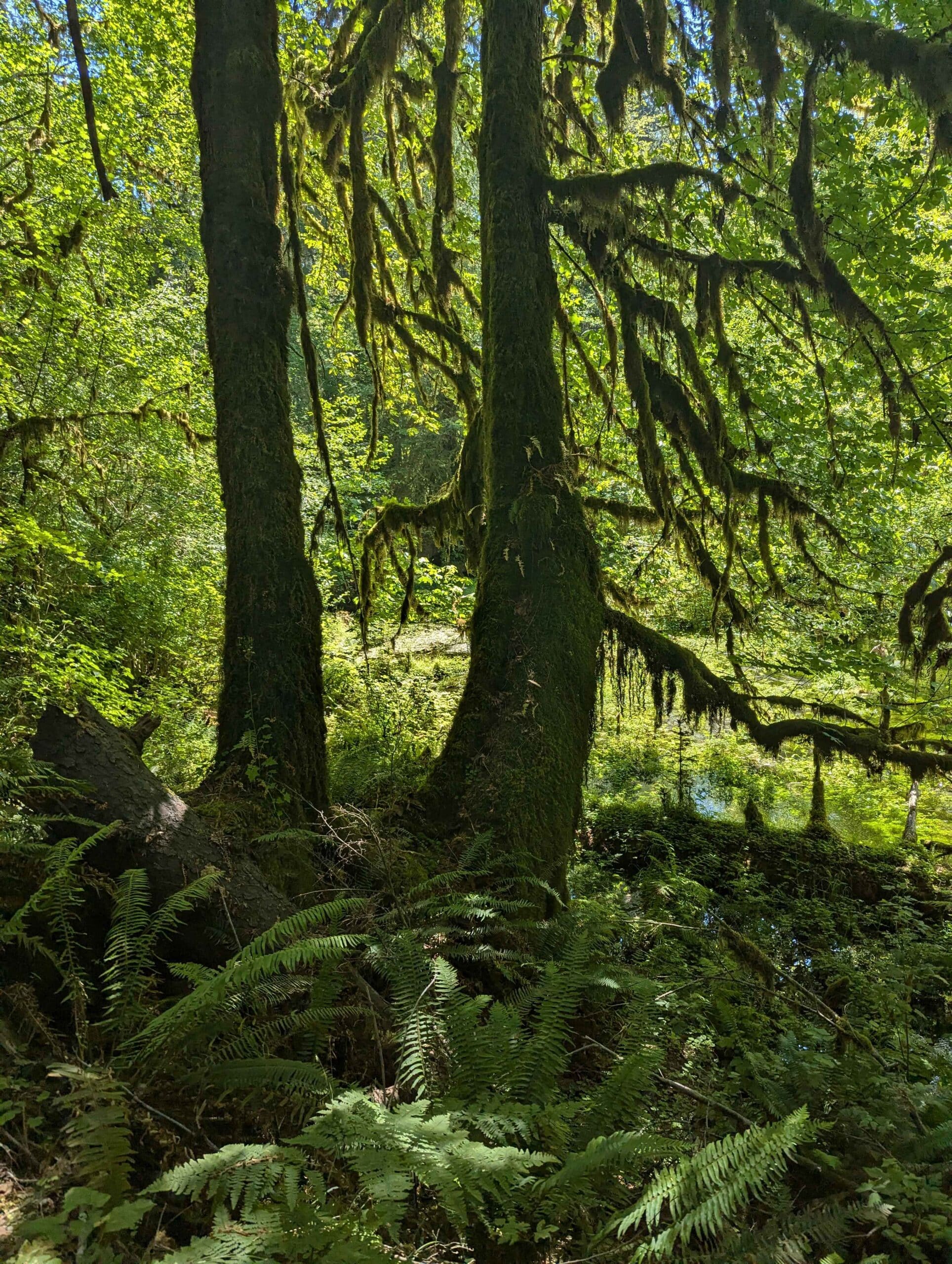 A Guide to Visiting the Hoh Rainforest & Unedited Photos - Emerald City ...