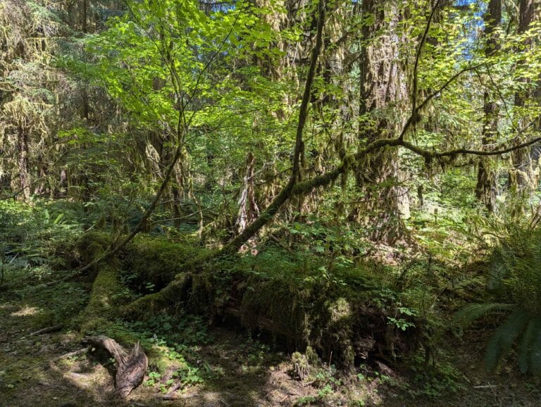A Guide to Visiting the Hoh Rainforest & Unedited Photos - Emerald City ...